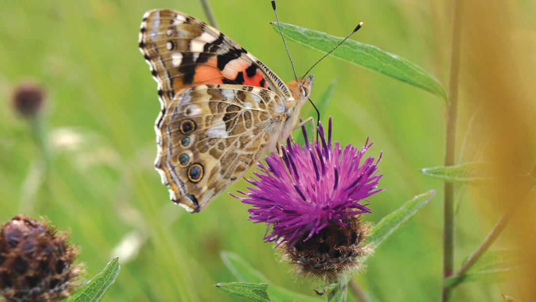 Nature on our doorstep - The impressive journey of the Painted Lady ...