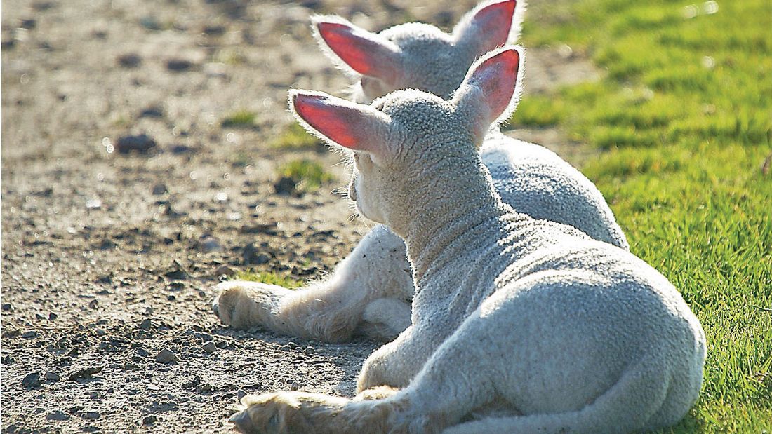 Keep dogs under control call welcomed by farmers | Echo.ie