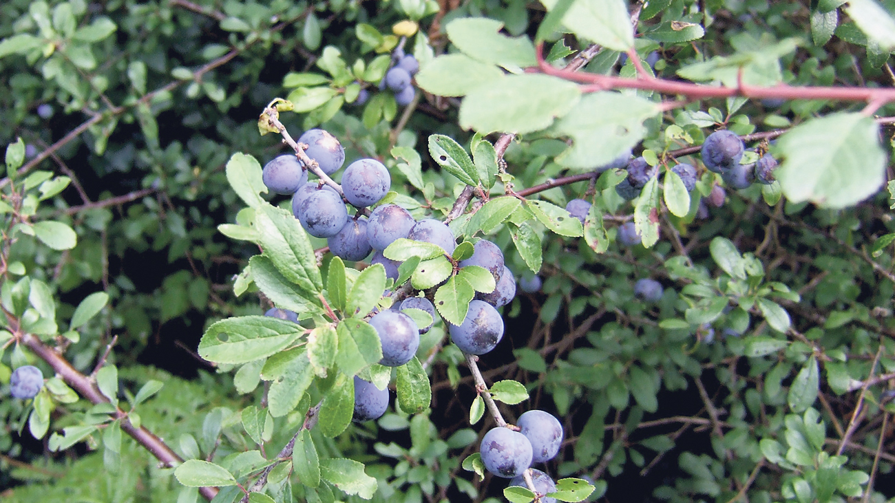 Nature on our doorsteps: Sloes, the fruit of the Blackthorn | Echo.ie