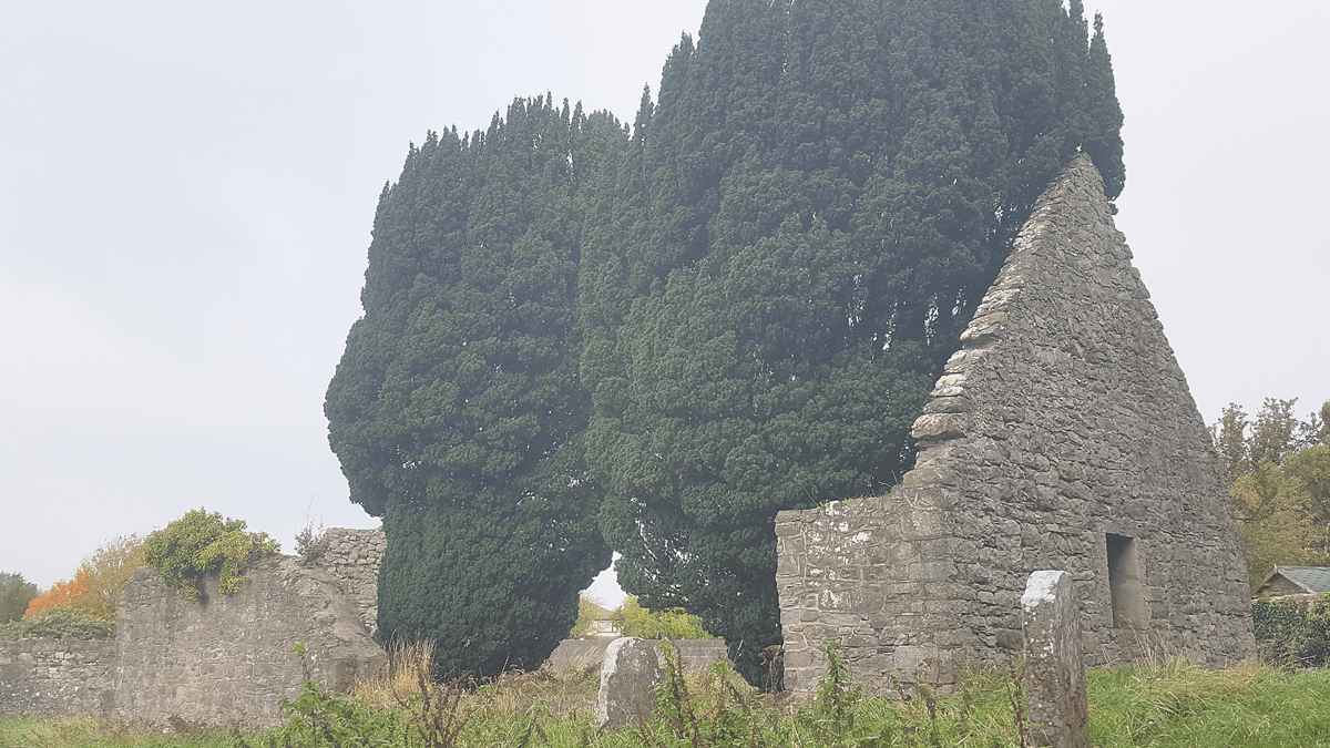 Nature on our doorsteps: The Yew, a Halloween tree | Echo.ie