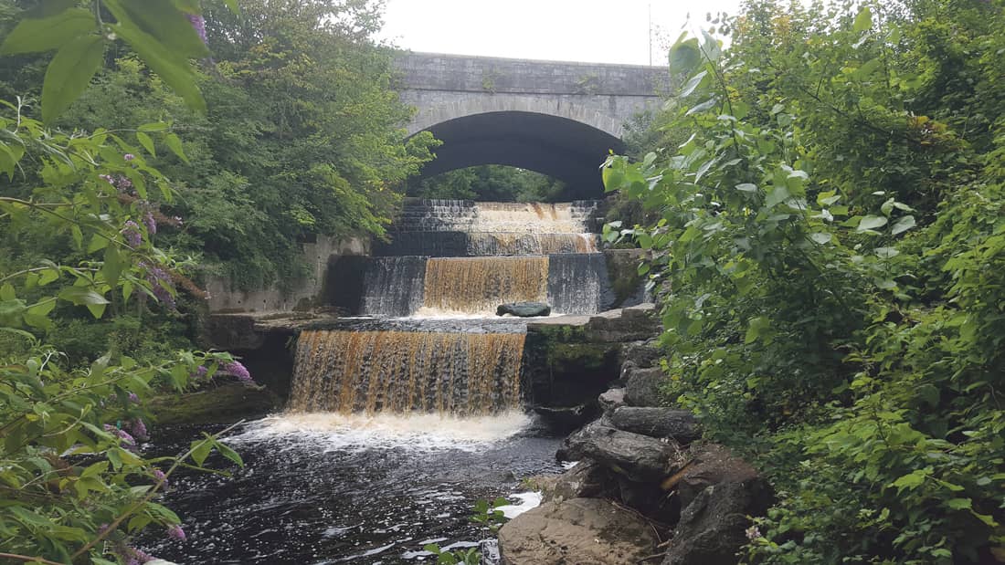 Nature on our doorsteps: The turbulent Dodder | Echo.ie
