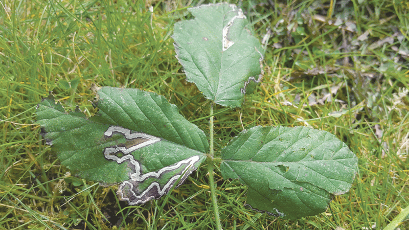 Nature on our doorsteps: Brambles, a treasure trove for biodiversity ...