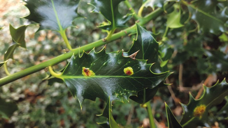 Nature on our doorsteps: Does anything eat Holly leaves? | Echo.ie