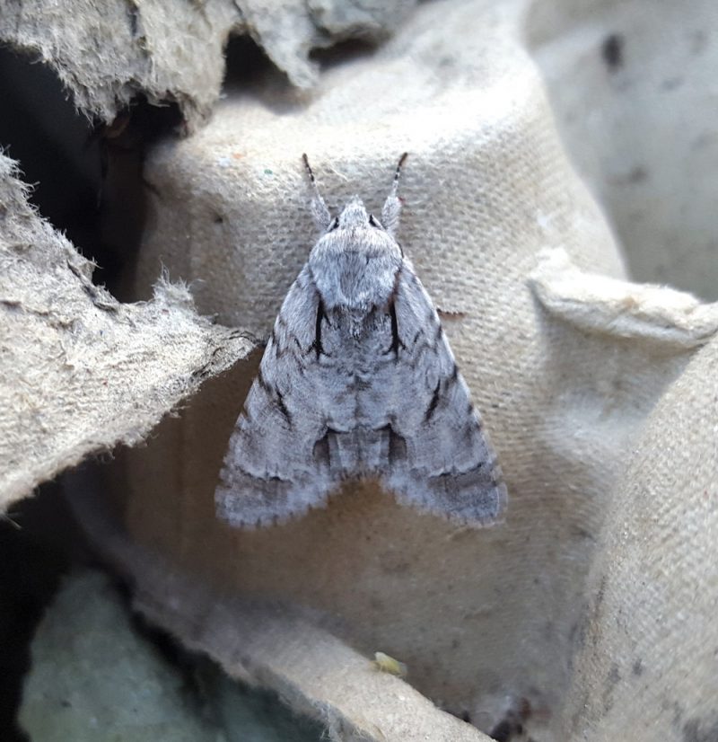Nature on our doorsteps: Blackthorn bush spines and daggers | Echo.ie