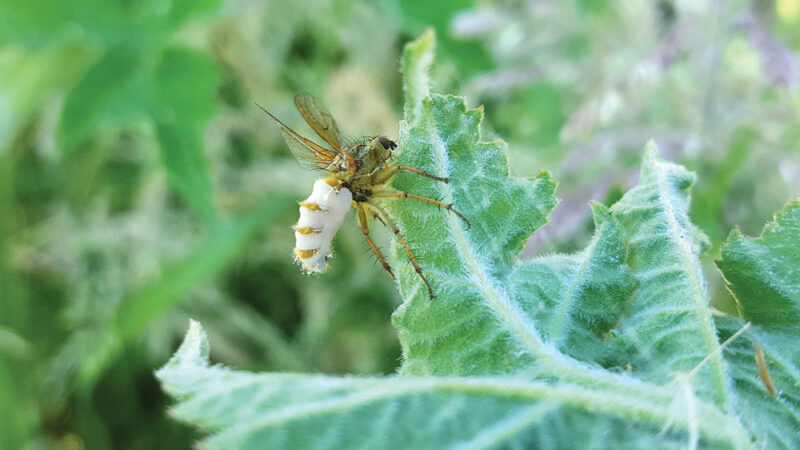 Nature on our doorsteps: Ghoulish infection in a fly | Echo.ie