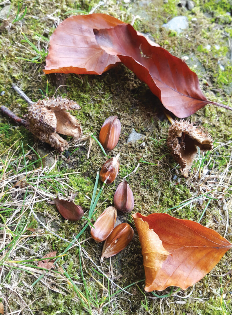 Nature on our doorsteps: Beech trees in autumn | Echo.ie
