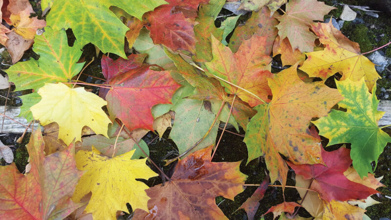 Nature on our doorsteps: Plants have hormones too … | Echo.ie