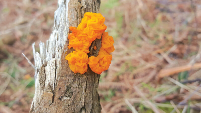 Nature on our doorsteps: Jelly-like fungi | Echo.ie