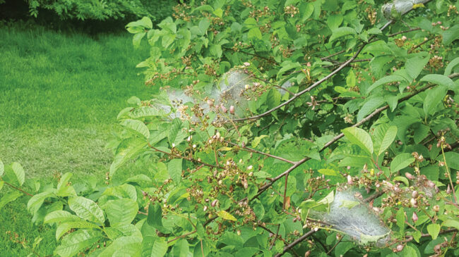 Nature on our doorsteps: Webs of caterpillars | Echo.ie
