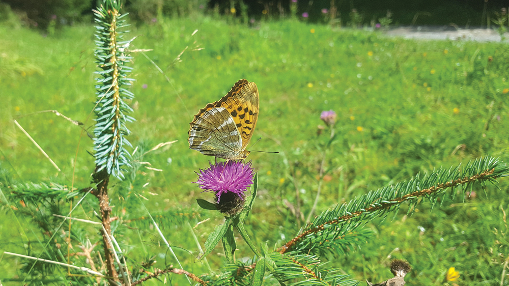 Nature on our Doorsteps: Ireland’s largest butterfly | Echo.ie