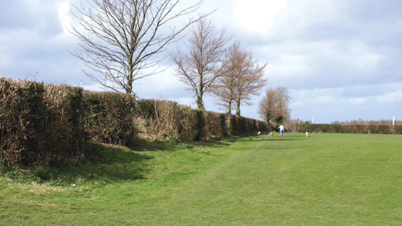 Nature on our doorsteps: Corridors for nature... | Echo.ie