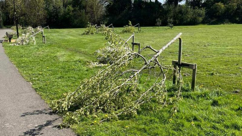 Community 'reeling' after 40 trees damaged in Dodder Valley Park | Echo.ie