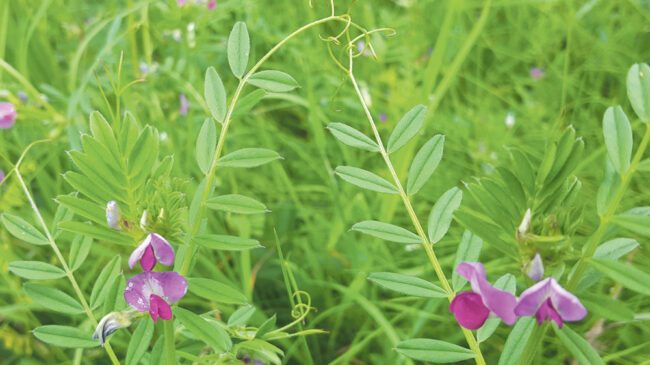 Nature on our doorsteps: Common Vetch – perhaps a potential food crop ...